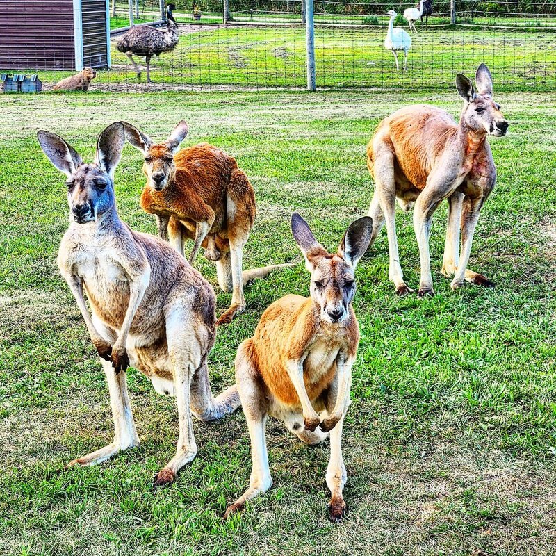 Things to Do Near Pelican Hills RV Park | Detroit Lakes MN