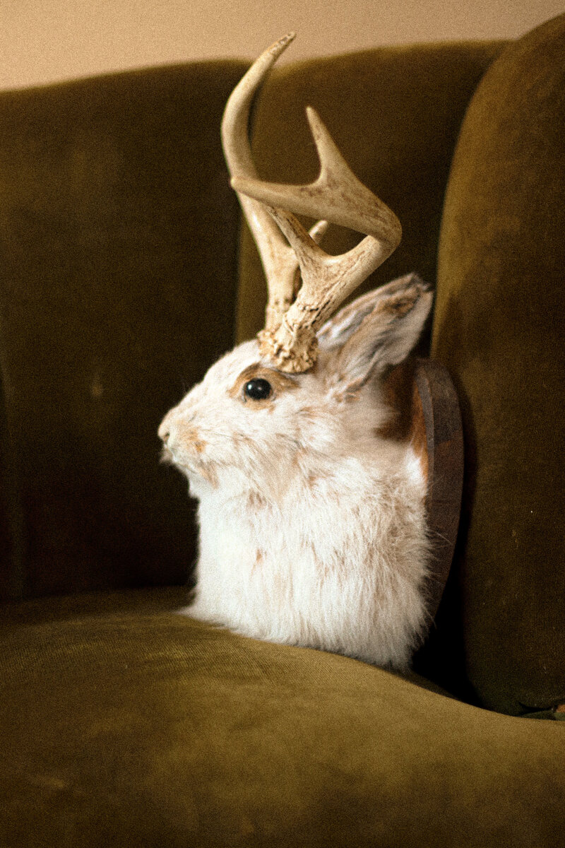 Tamed Jackalope Studio | Web Design And Graphic Design