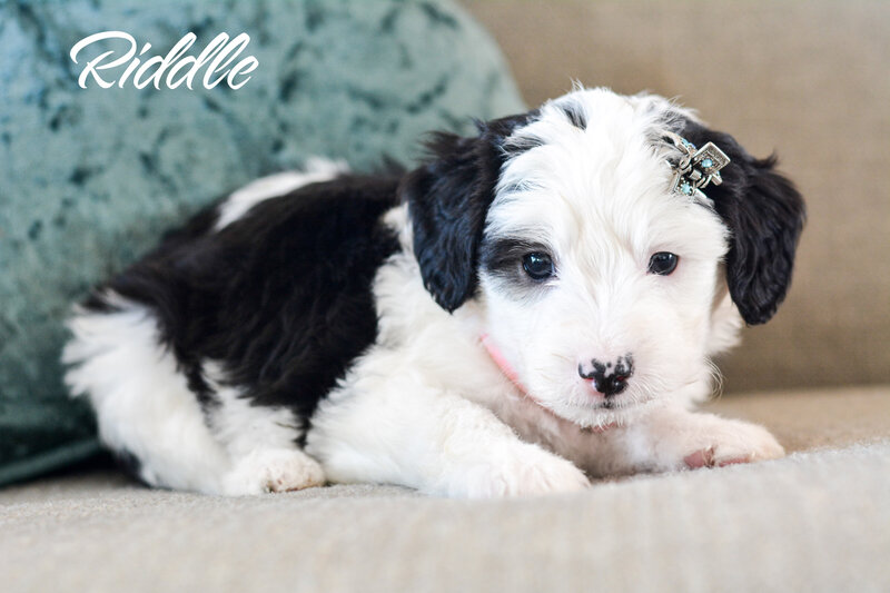 Mini Sheepadoodle Puppies