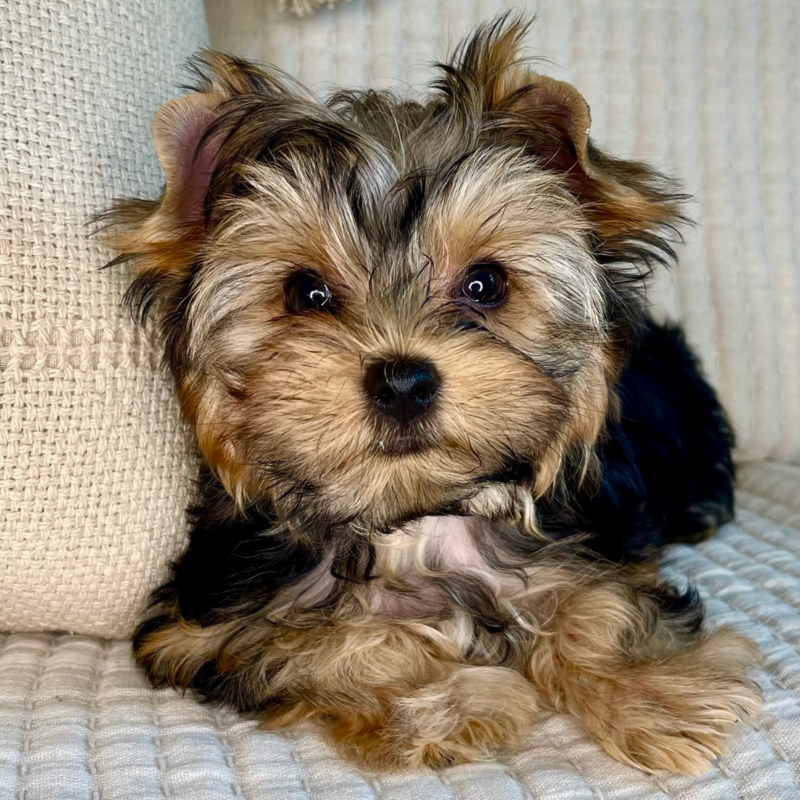 Puppies