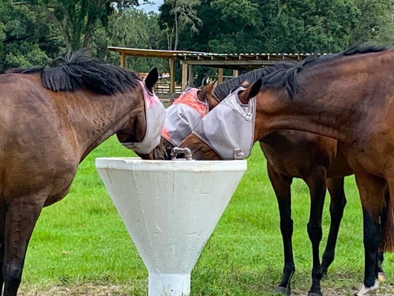 Next Level Farm - Ocala, Florida