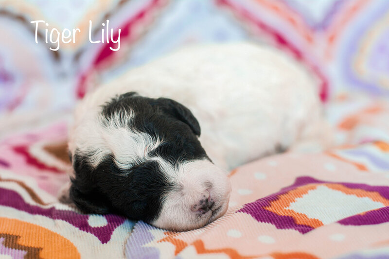 Mini Sheepadoodle Puppies