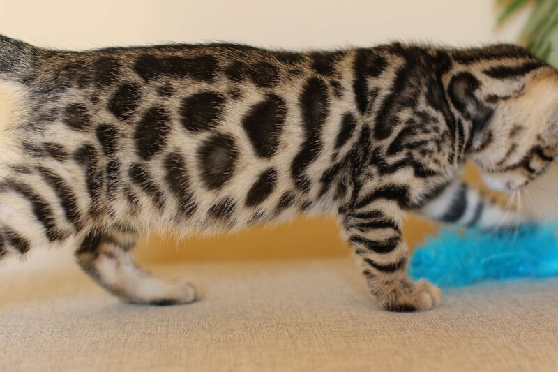 Bengal kittens for sale.