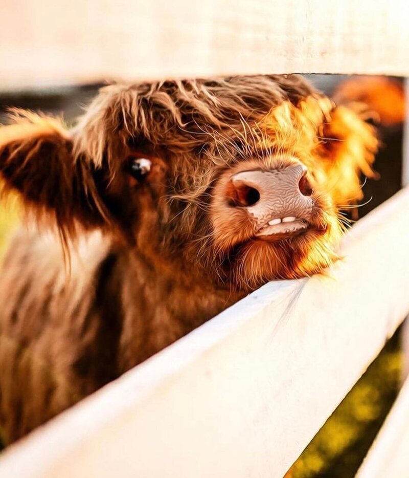 light brown fluffy cows