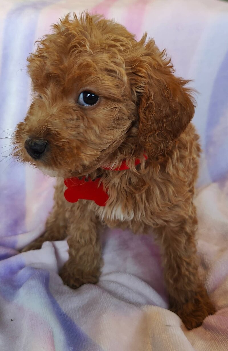 Mini Golden Doodles | Small Country Doodles