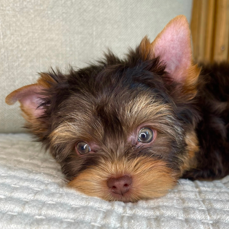 Puppies
