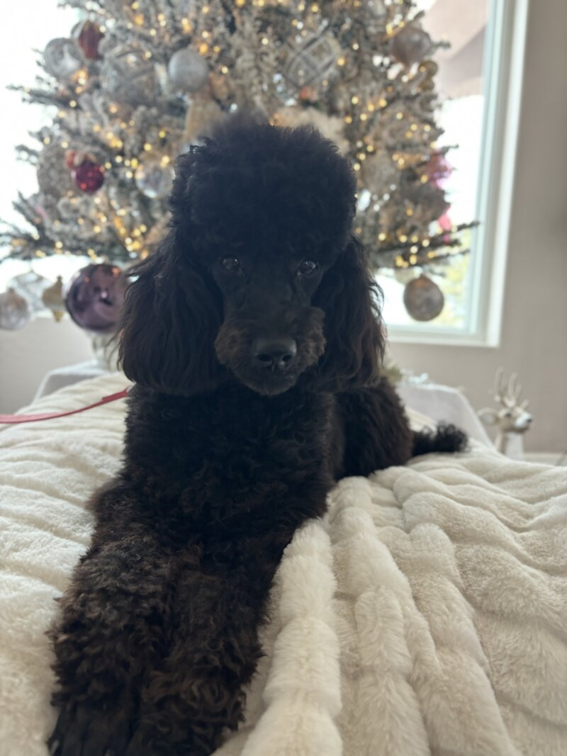 Silver Rose Poodles & Doodles Puppies