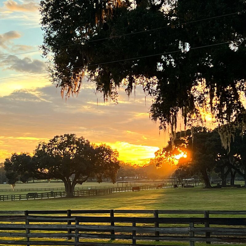 Next Level Farm - Ocala, Florida