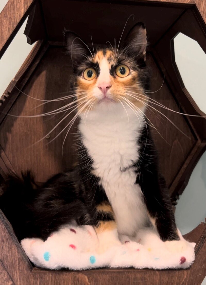 Fabled Farm Rescue & Sanctuary Adopt