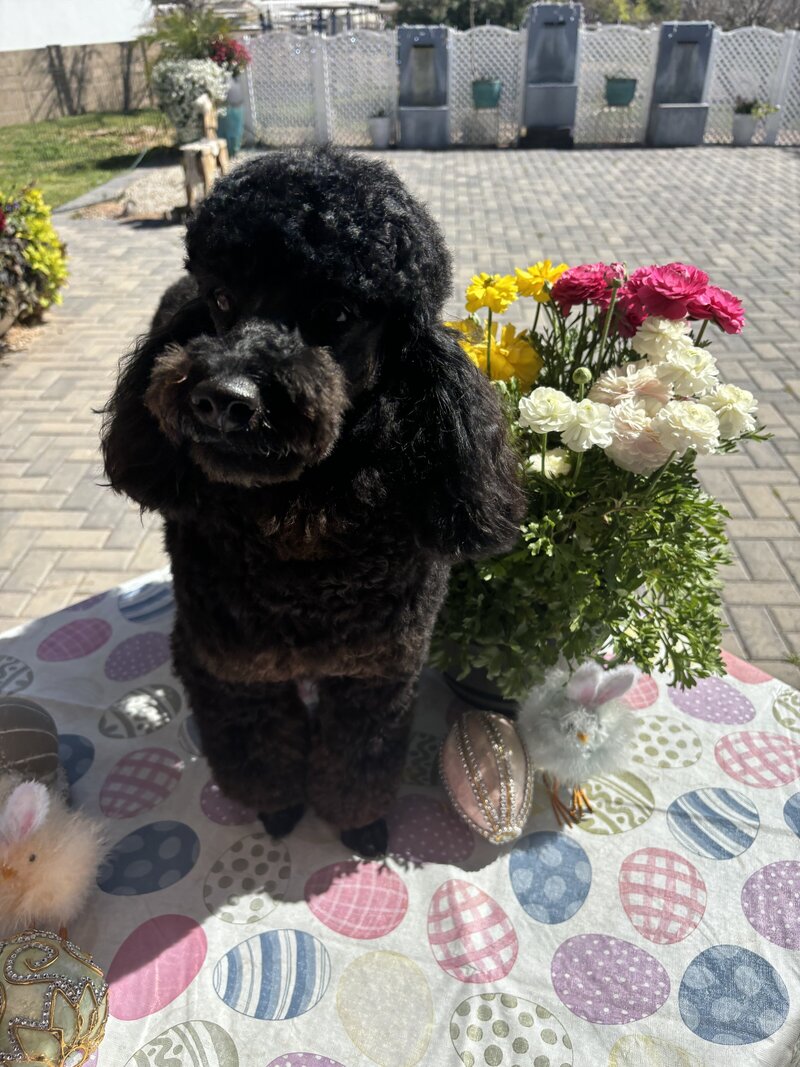 Silver Rose Poodles & Doodles Puppies