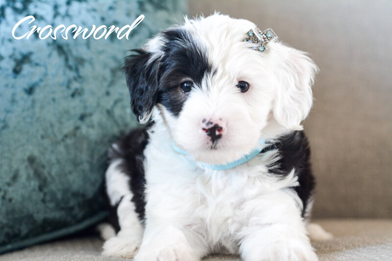 Mini Sheepadoodle Puppies
