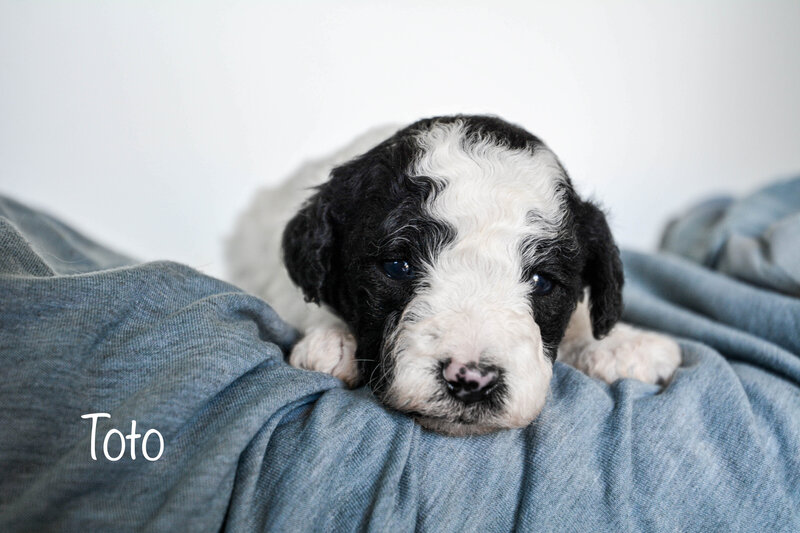 Mini Sheepadoodle Puppies
