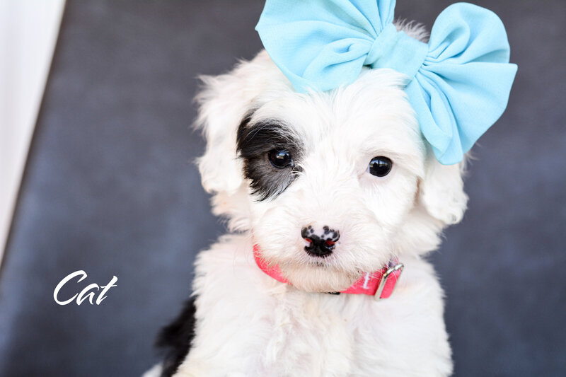 Mini Sheepadoodle Puppies