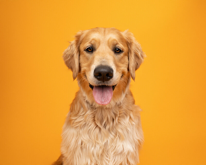 Haute Dog Pet Photography: Dallas Pet Photographer