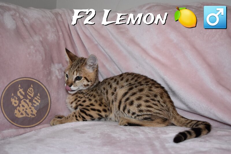 Savannah cats for sale. Ontario Available Kittens.