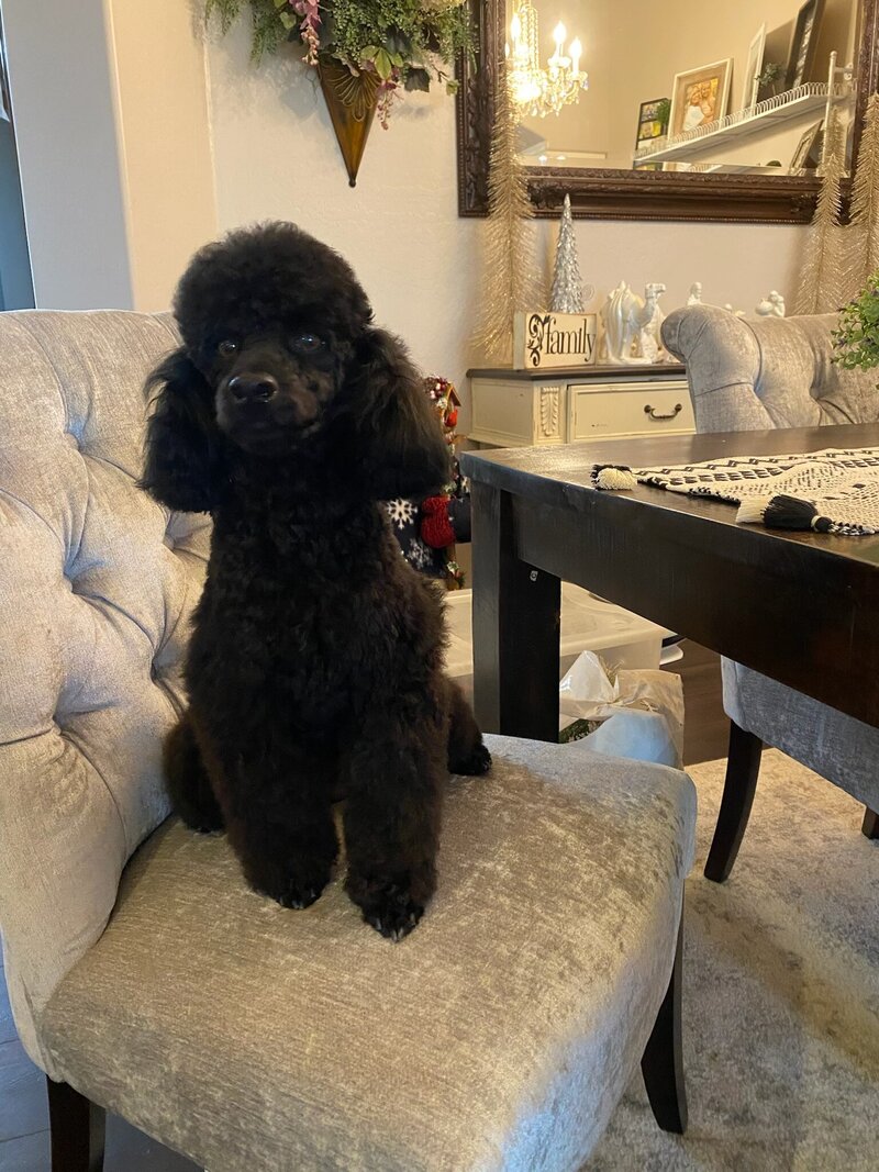 Silver Rose Poodles & Doodles Puppies