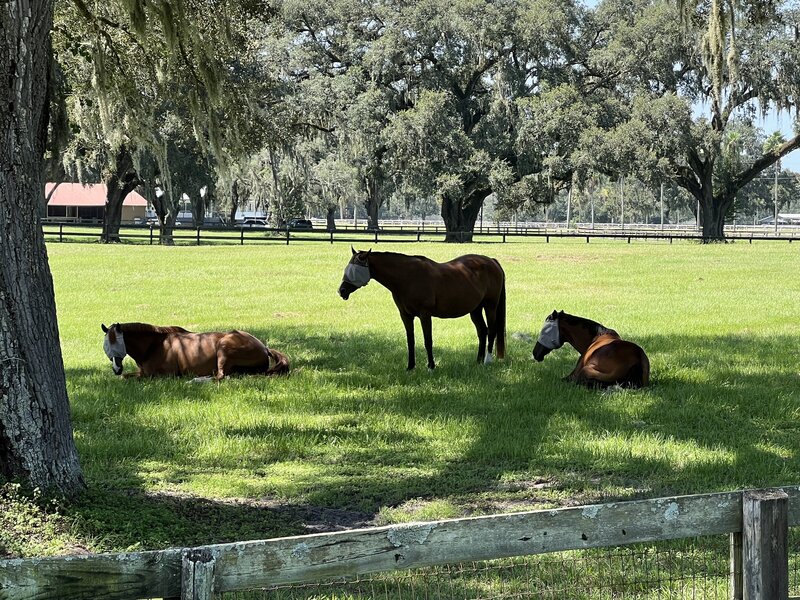 Next Level Farm - Ocala, Florida