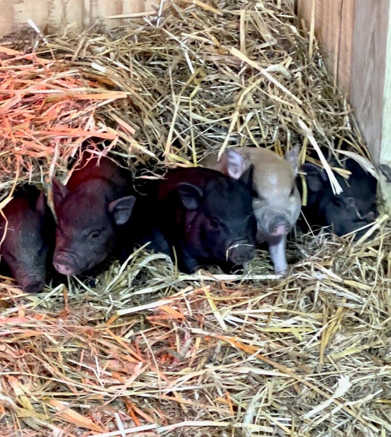 Fabled Farm Rescue & Sanctuary Adopt