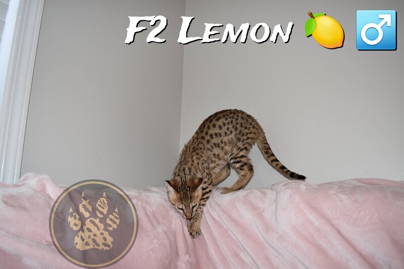 Savannah cats for sale. Ontario Available Kittens.