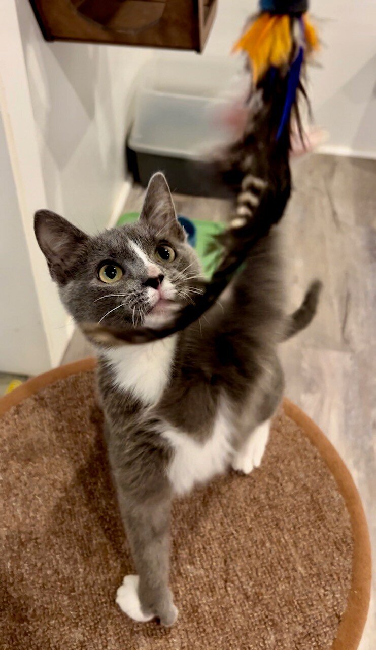 Fabled Farm Rescue & Sanctuary Adopt