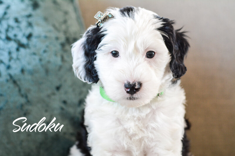 Mini Sheepadoodle Puppies