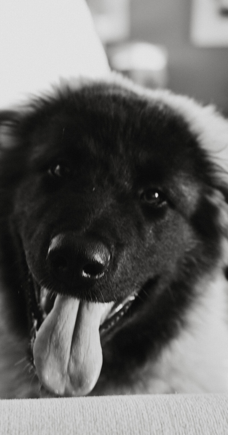 Livestock Guardian Dog Breeds in the United States (With Pictures)