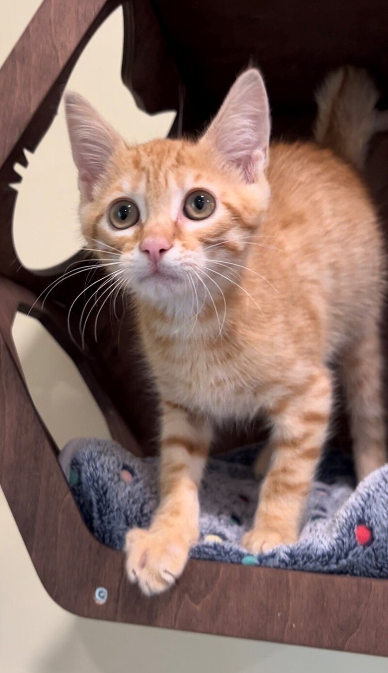 Fabled Farm Rescue & Sanctuary Adopt