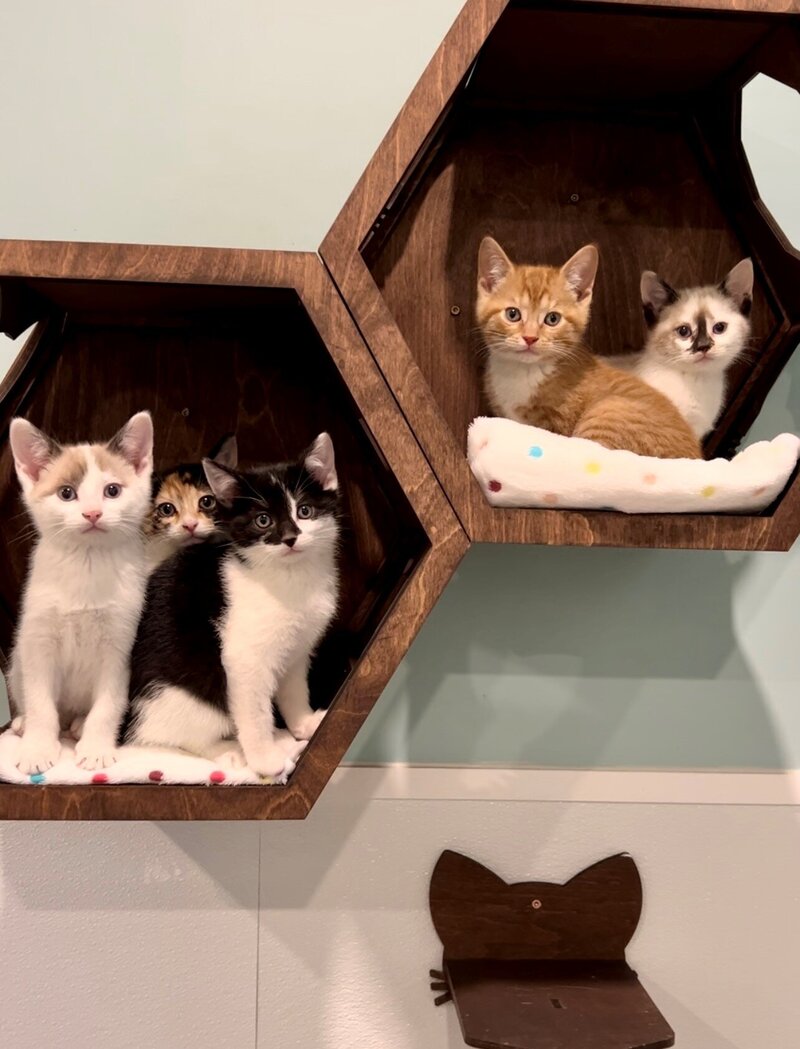 Fabled Farm Rescue & Sanctuary Adopt