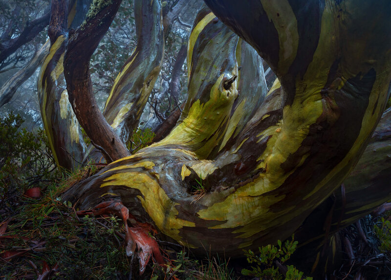 Articles - Alpine Region