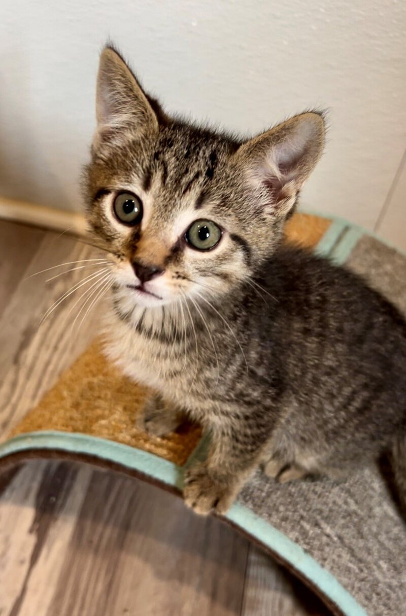 Fabled Farm Rescue & Sanctuary Adopt