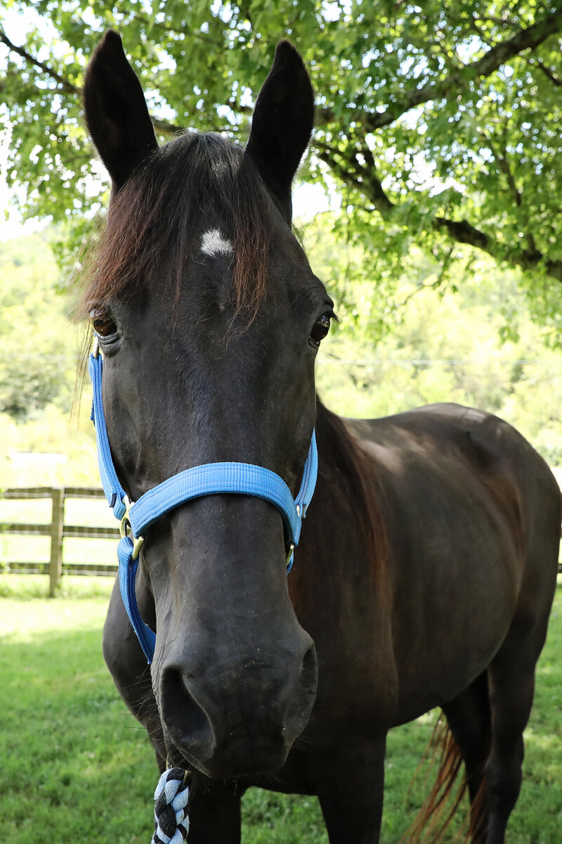 Fabled Farm Rescue & Sanctuary Adopt