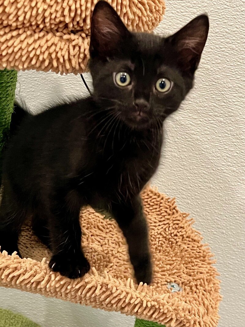 Fabled Farm Rescue & Sanctuary Adopt