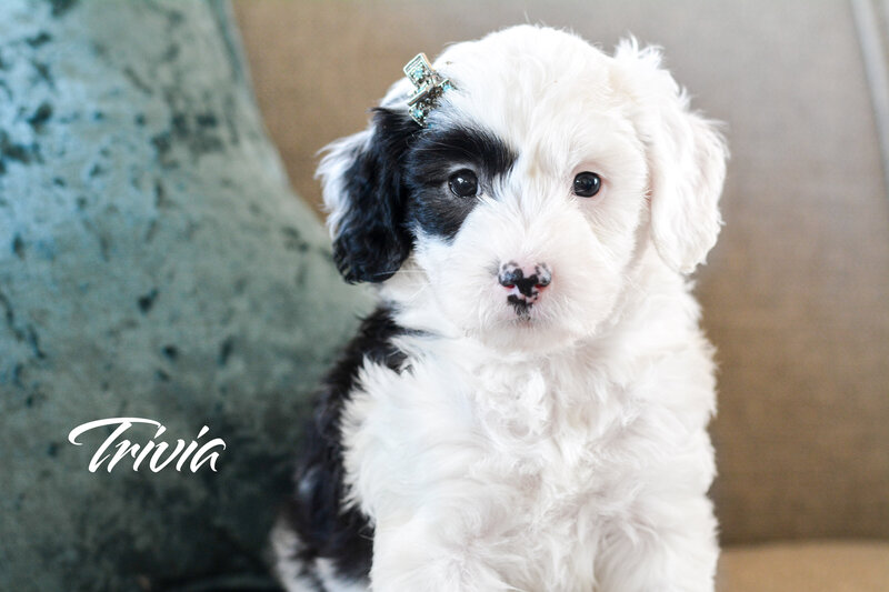Mini Sheepadoodle Puppies