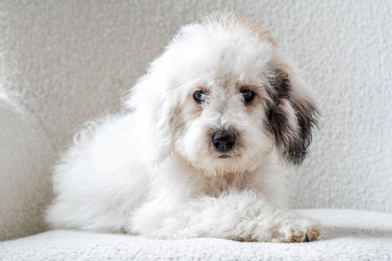 Available Mini and micro Sheepadoodle Puppies