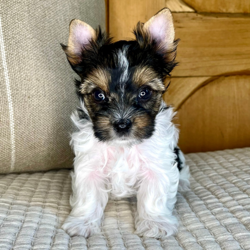 Puppies