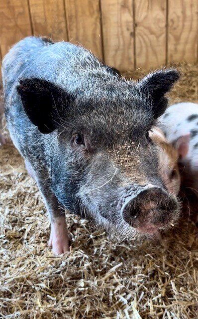 Fabled Farm Rescue & Sanctuary Adopt