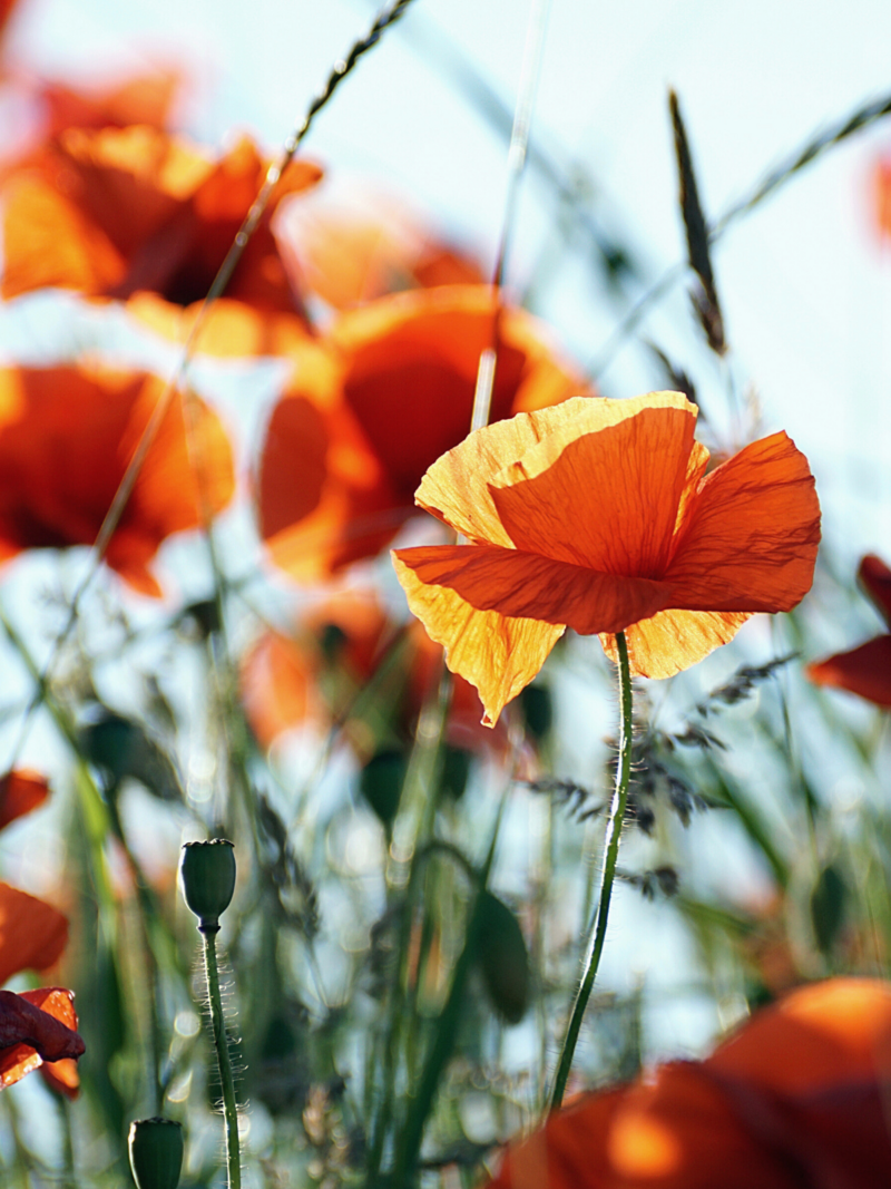 Free Tools | Losses Become Gains