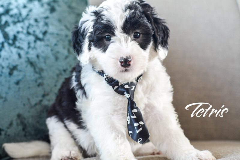 Mini Sheepadoodle Puppies