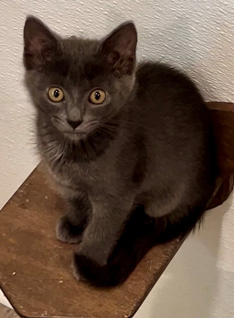 Fabled Farm Rescue & Sanctuary Adopt