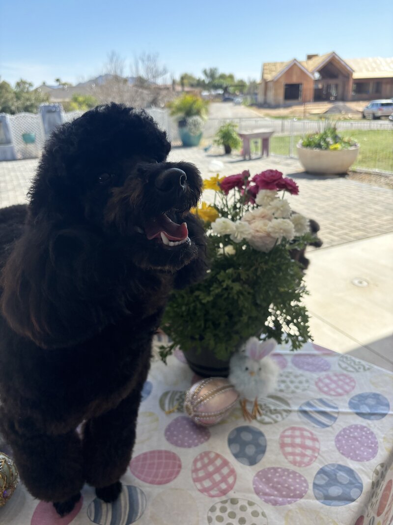 Silver Rose Poodles & Doodles Puppies