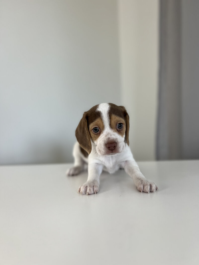 Pocket Beagle Puppies For Sale