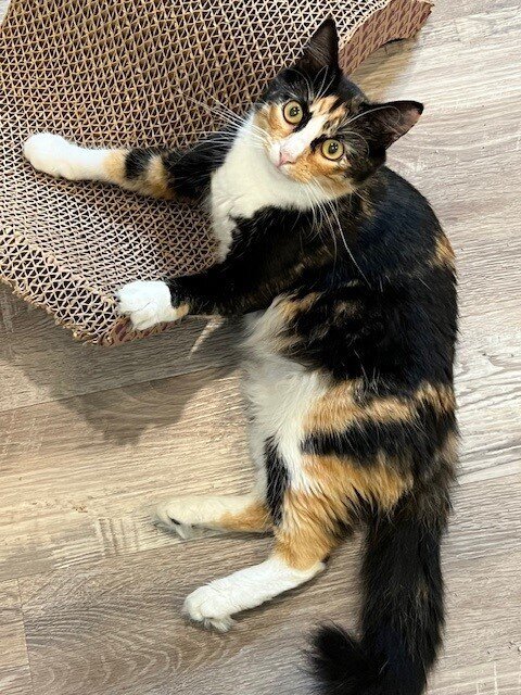 Fabled Farm Rescue & Sanctuary Adopt