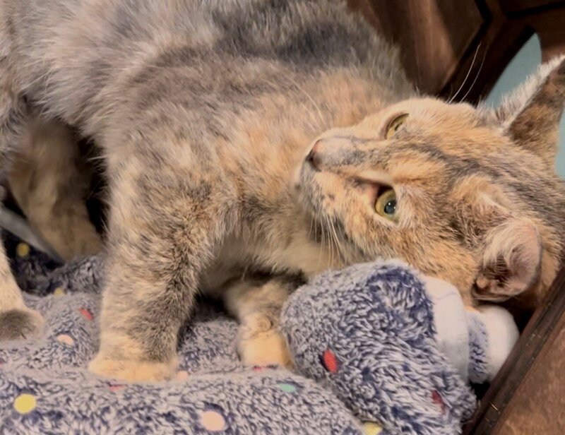 Fabled Farm Rescue & Sanctuary Adopt