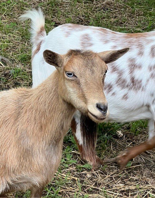 Fabled Farm Rescue & Sanctuary Adopt