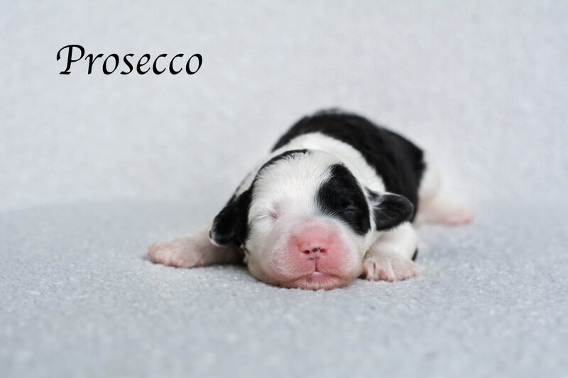 Available Mini and micro Sheepadoodle Puppies