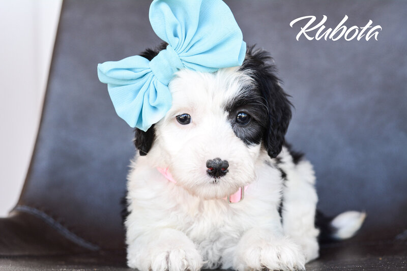 Mini Sheepadoodle Puppies