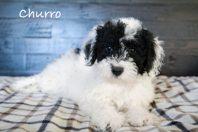 Available Mini and micro Sheepadoodle Puppies