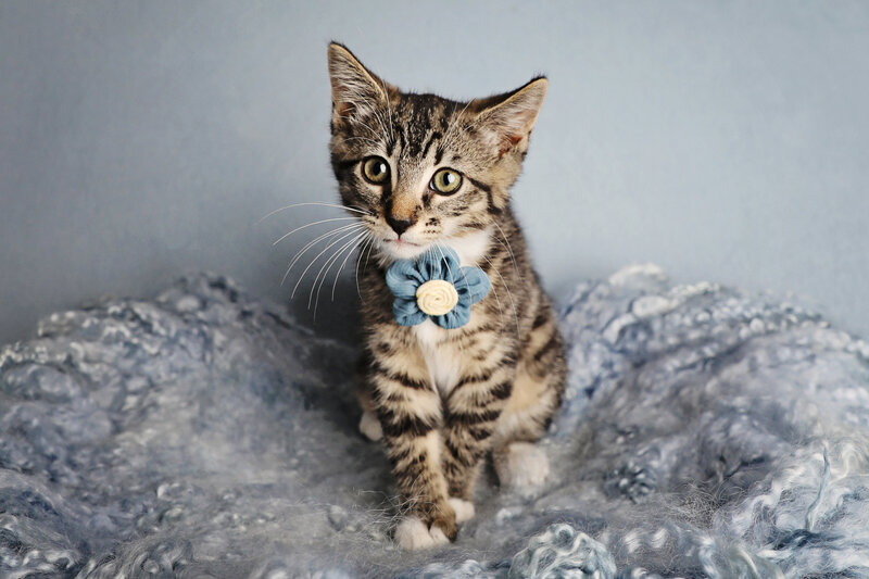 Fabled Farm Rescue & Sanctuary Adopt