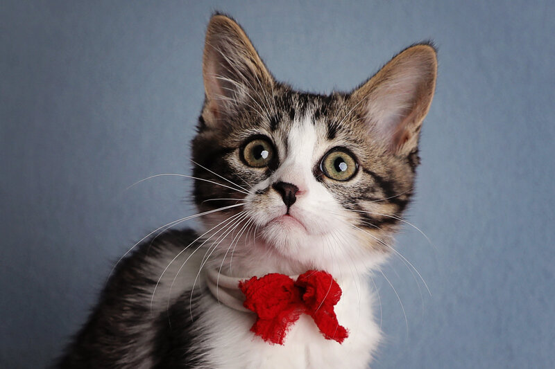 Fabled Farm Rescue & Sanctuary Adopt