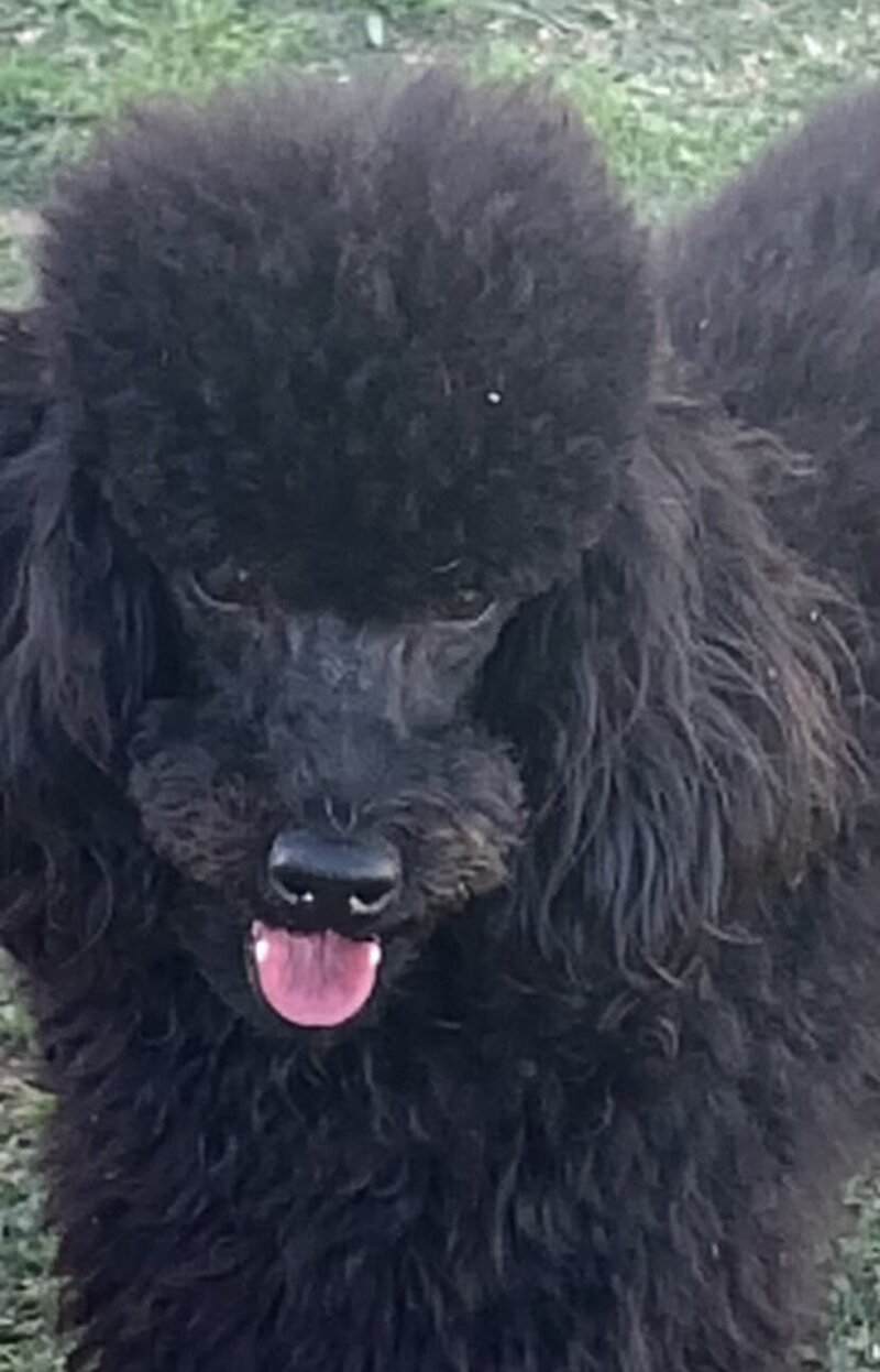 Silver Rose Poodles & Doodles Puppies